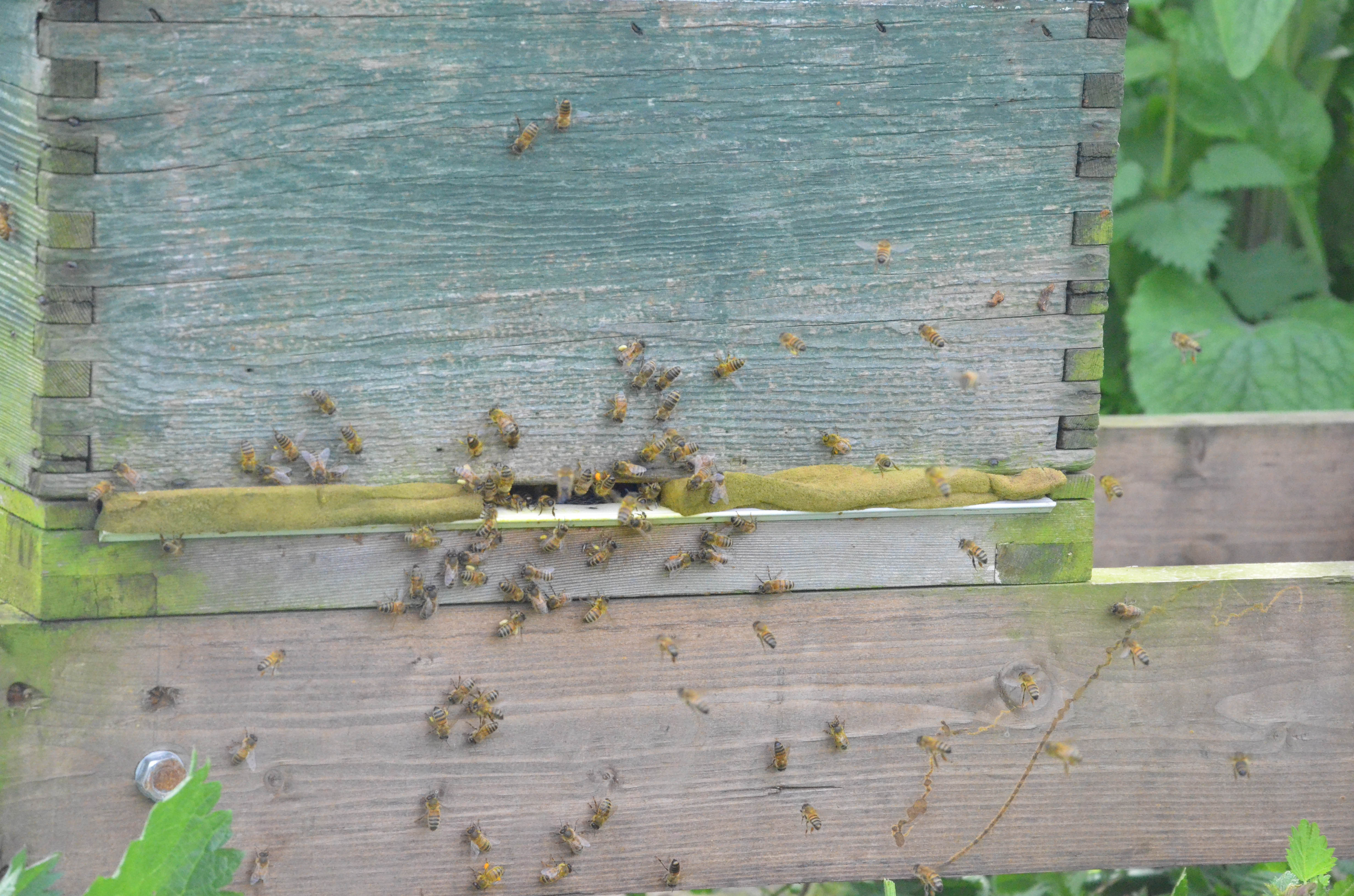 Bees – Our essential partners | Nailsea Cider