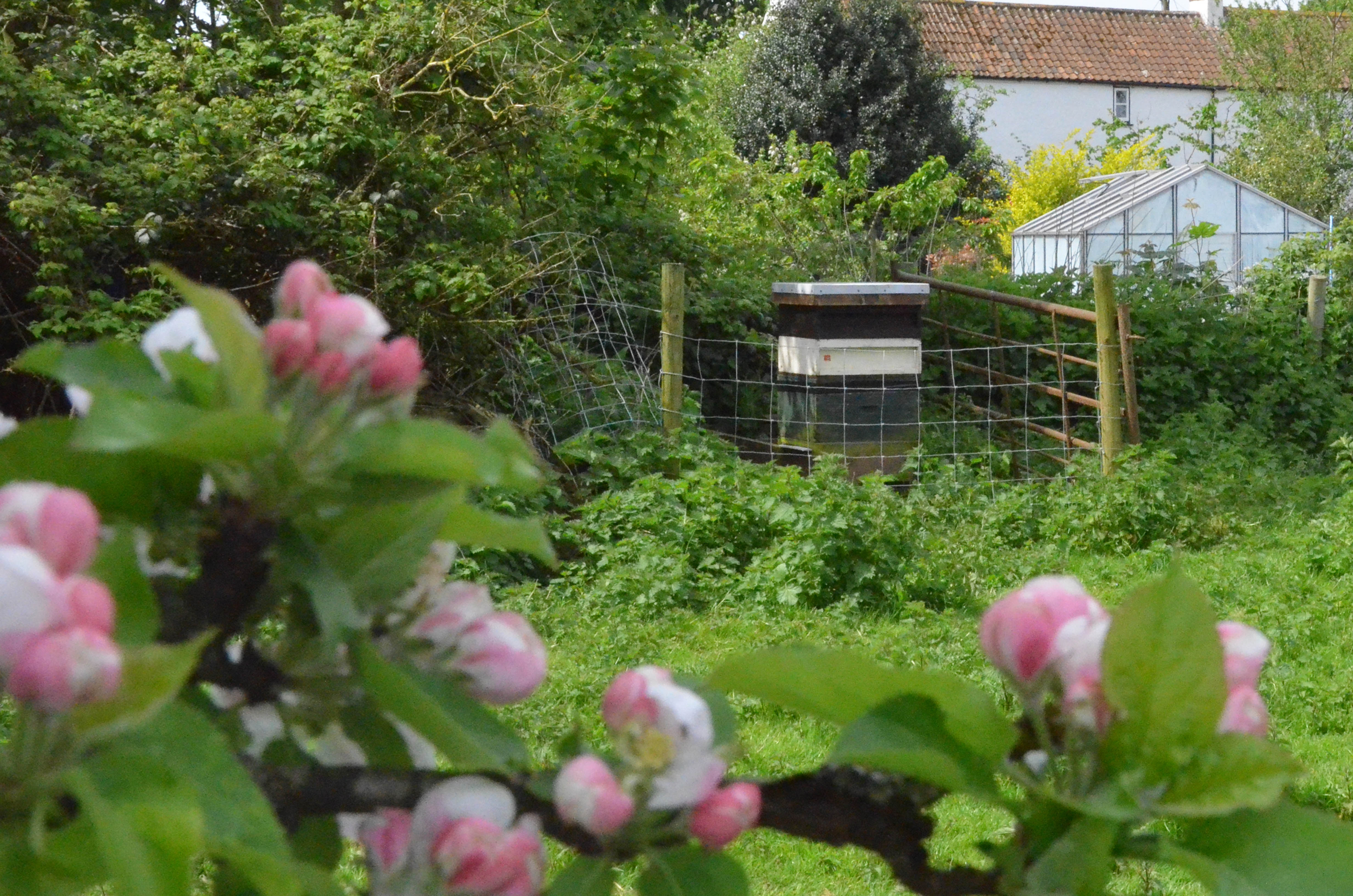 Bees – Our essential partners | Nailsea Cider